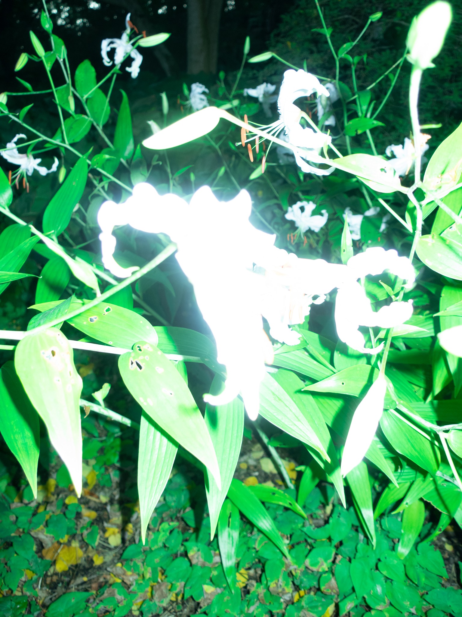 Anomi 3#: ANDE - Scalateatern